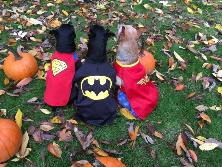 MinPinMoments | My Life in a Min Pin World