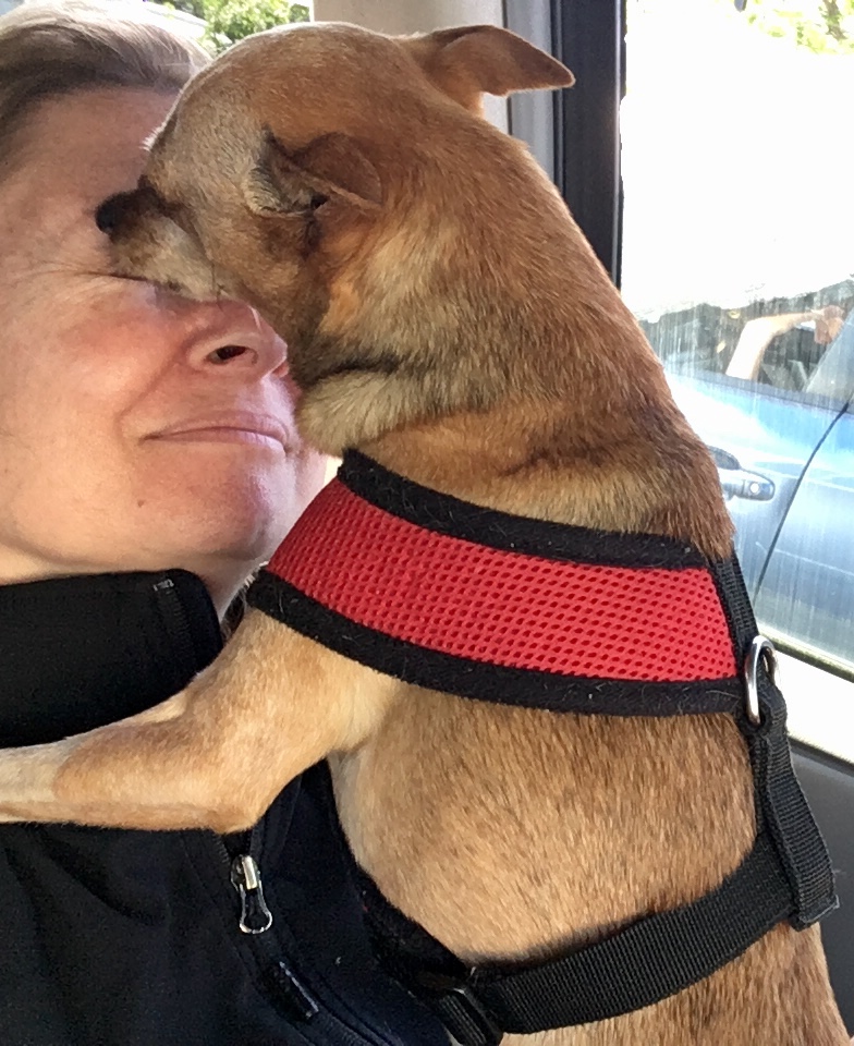 MinPinMoments | My Life in a Min Pin World